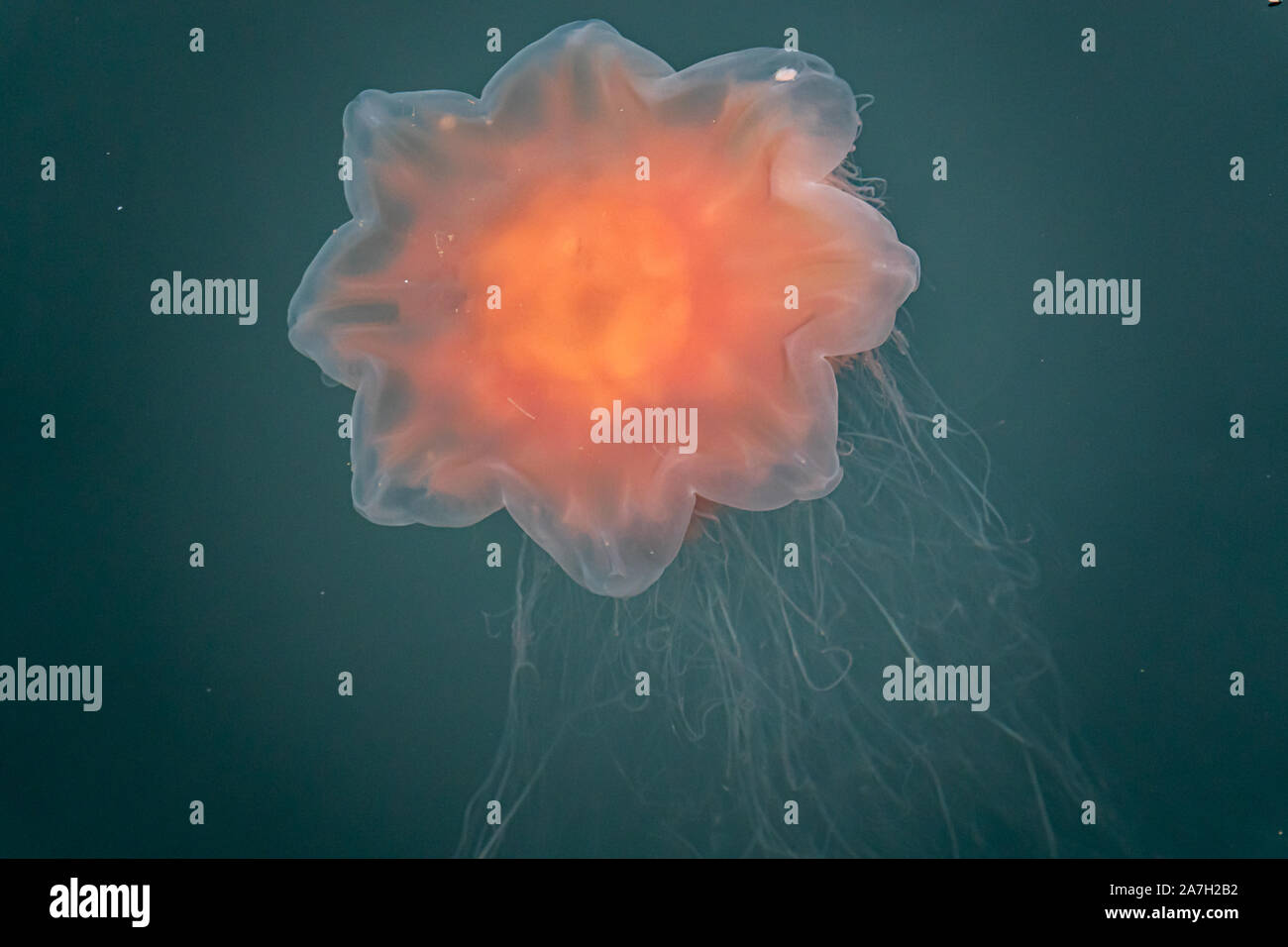 Fire jellyfishes hi-res stock photography and images - Alamy