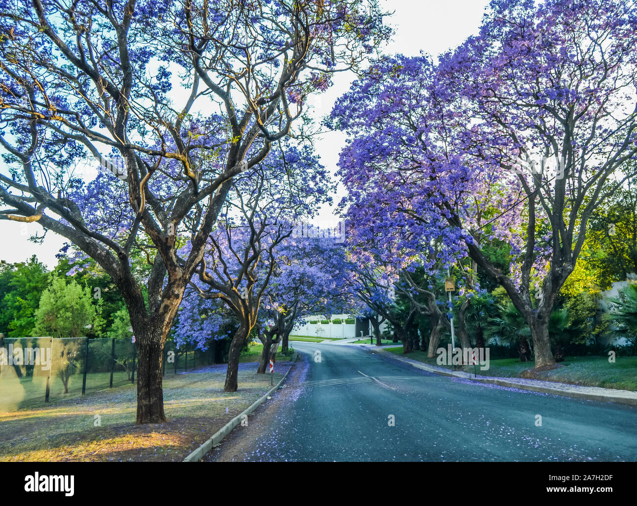 Purple blue Jacaranda - mimosifolia bloom in Johannesburg streets ...