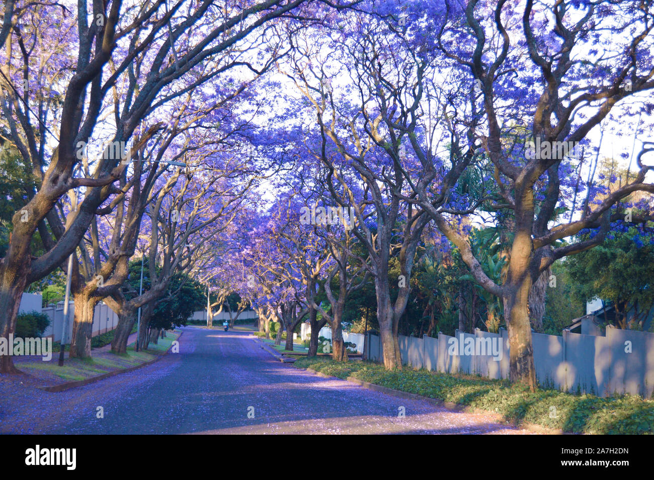 Purple blue Jacaranda - mimosifolia bloom in Johannesburg streets ...