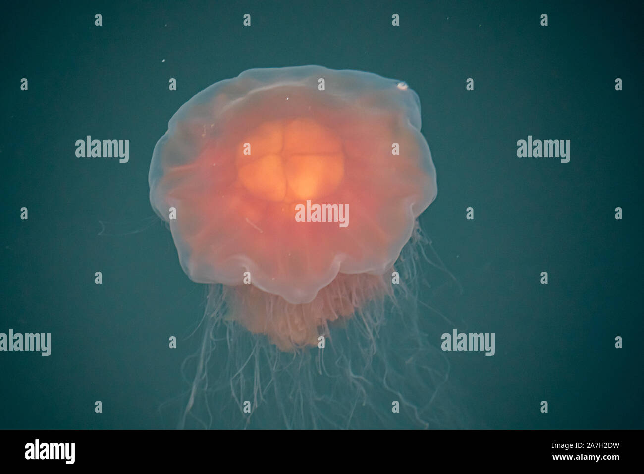 Fire jellyfishes hi-res stock photography and images - Alamy