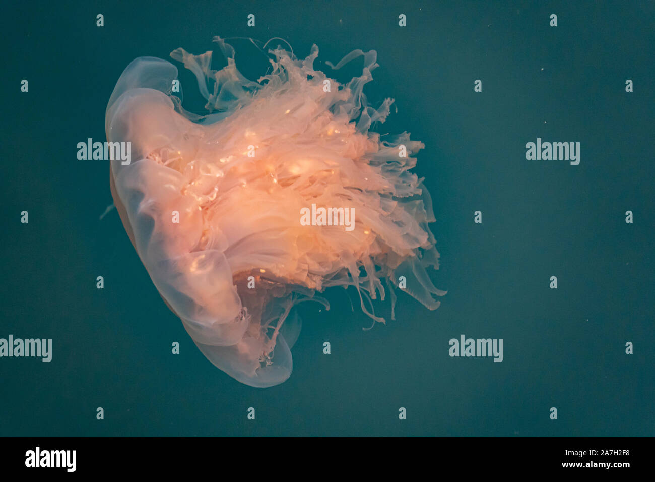 Fire jellyfishes hi-res stock photography and images - Alamy