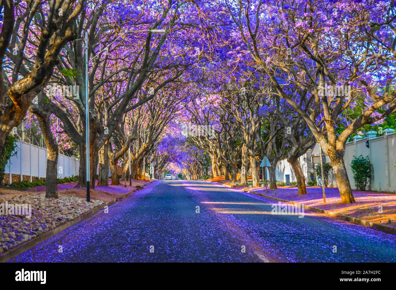 Jacaranda trees in bloom pretoria hi-res stock photography and images ...