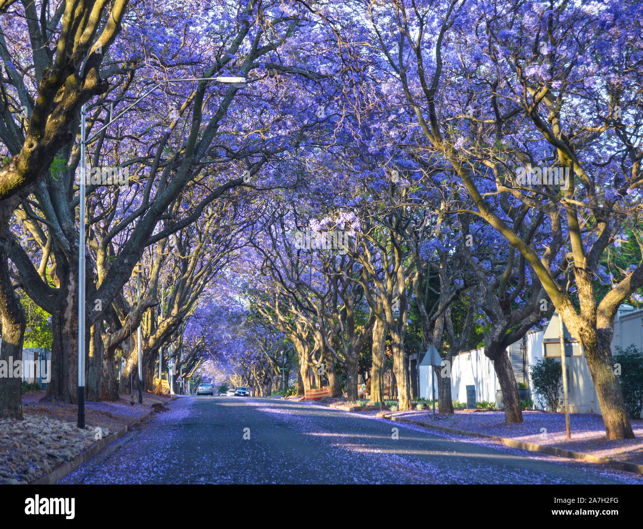 Purple blue Jacaranda - mimosifolia bloom in Johannesburg streets ...