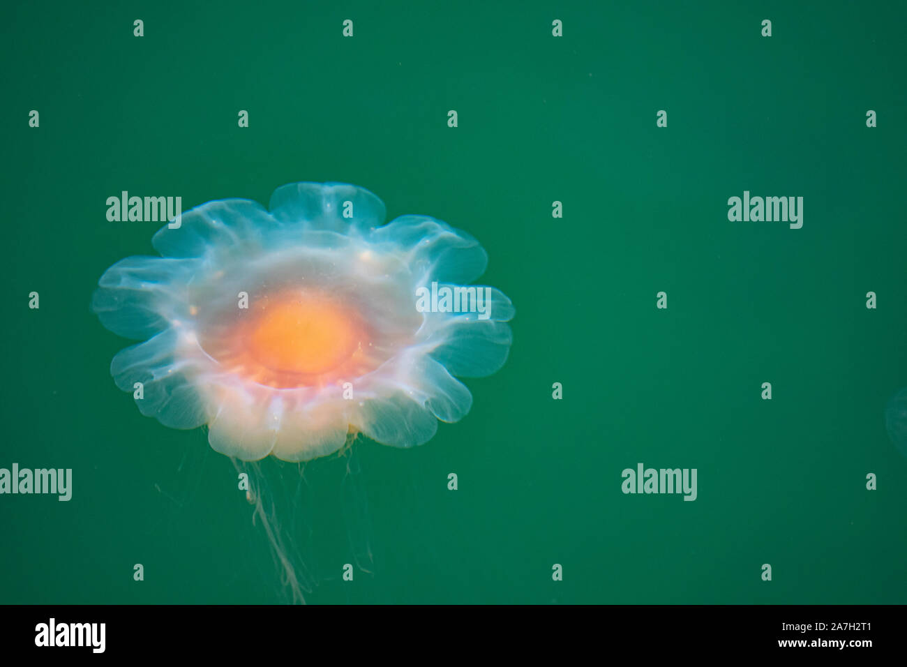 a close-up of a fire jellyfish with its long tentacles swimming in ...