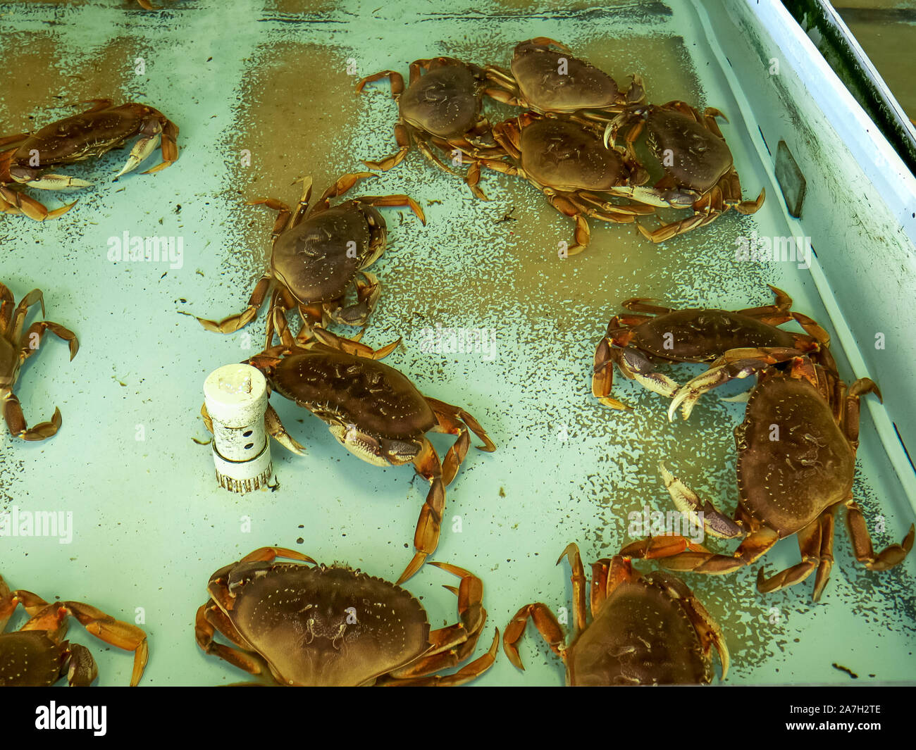 Dungeness Crabs At Fisherman S Wharf At San Francisco California Circa ...