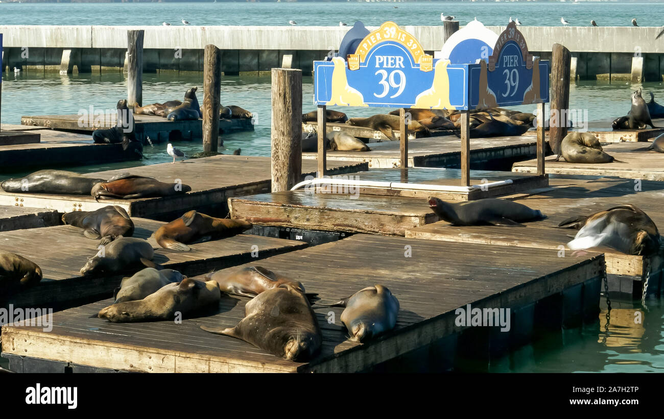Pier 39 san francisco seals hi-res stock photography and images - Alamy
