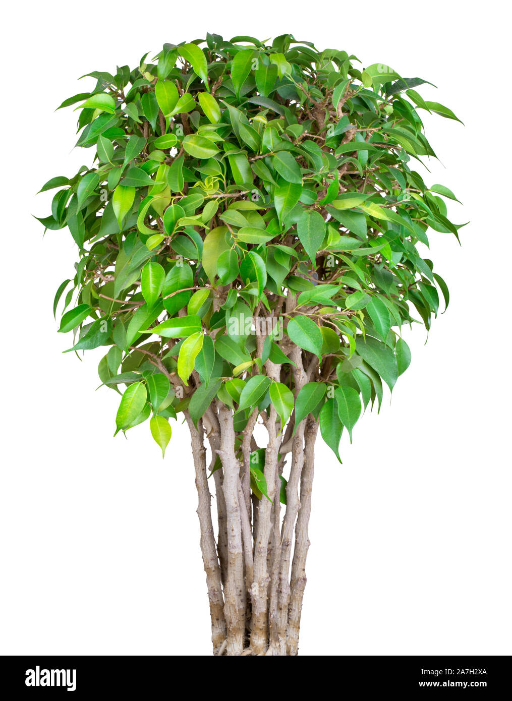 Bonsai round shape tree Ficus Benjamin isolated on white background ...