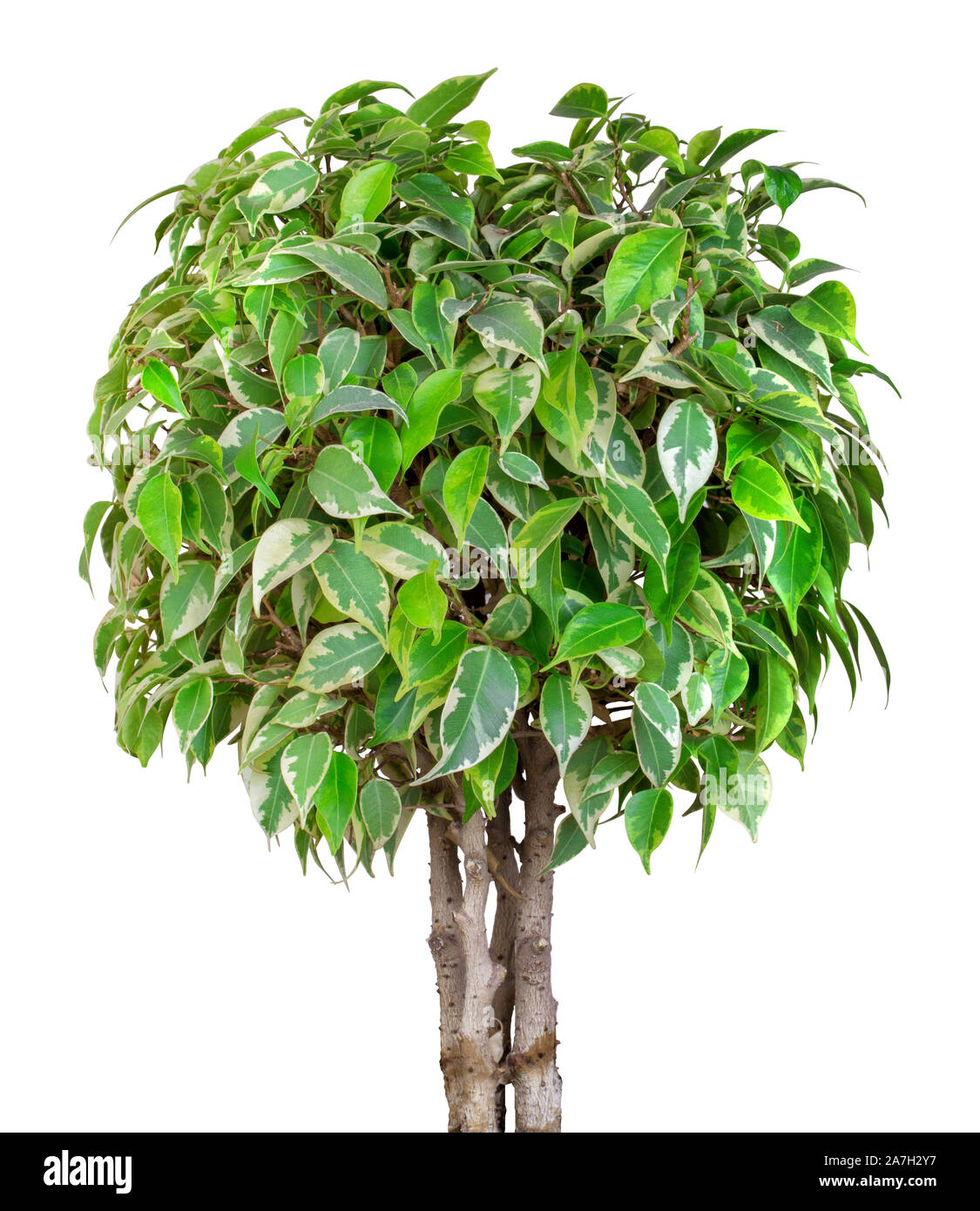 Bonsai round shape tree Ficus Benjamin isolated on white background ...