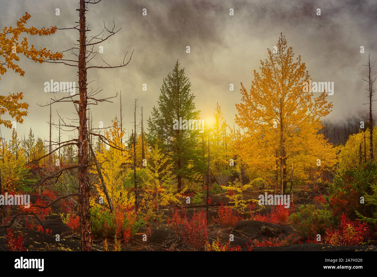 Calamity forest hi-res stock photography and images - Alamy