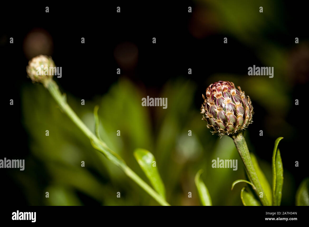 Teide violet hi-res stock photography and images - Alamy