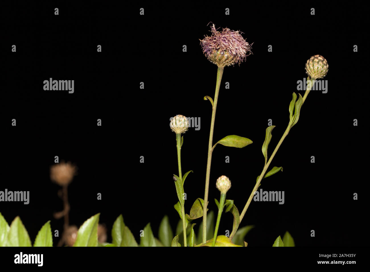 Teide violet hi-res stock photography and images - Alamy