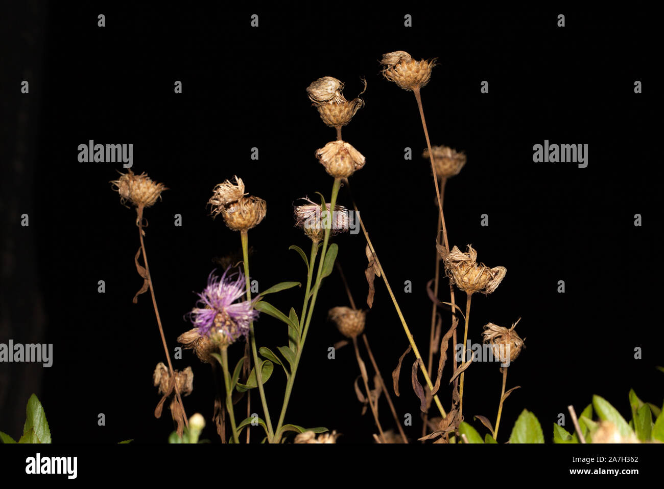 Teide violet hi-res stock photography and images - Alamy