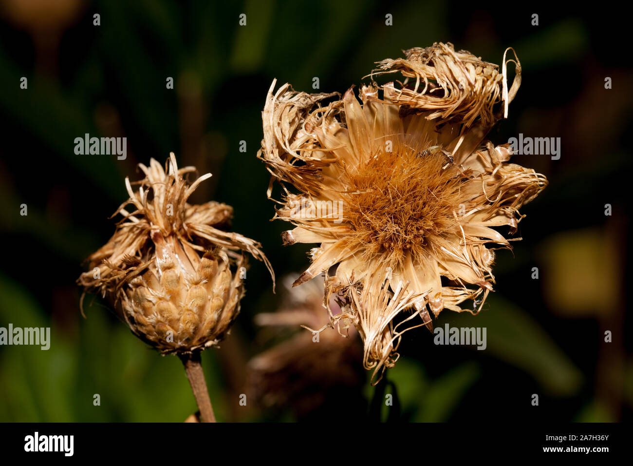 Teide violet hi-res stock photography and images - Alamy