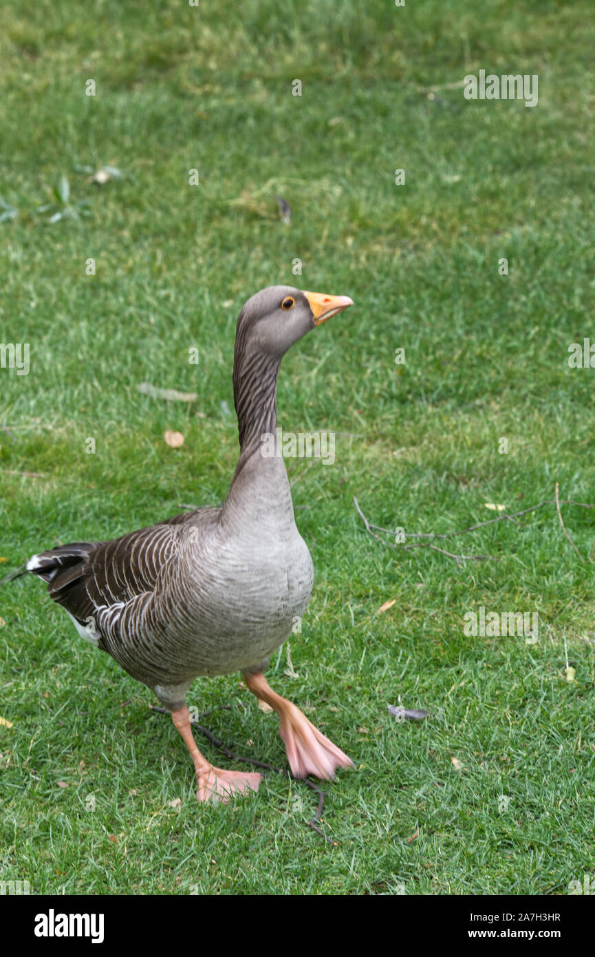 Goose with gray feathers hi-res stock photography and images - Alamy