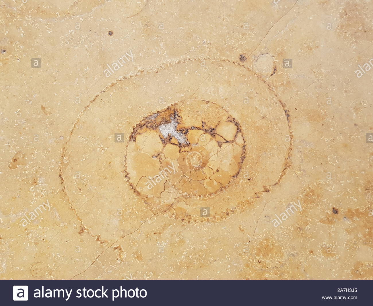 Fossil Snail High Resolution Stock Photography and Images - Alamy