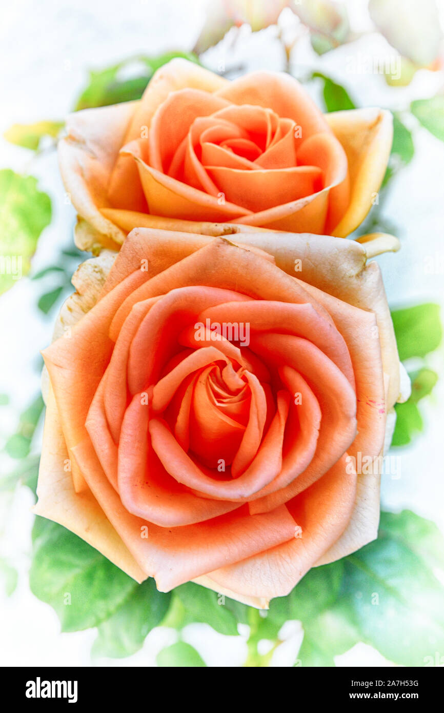 Nostalgic flowers, pink roses Stock Photo - Alamy