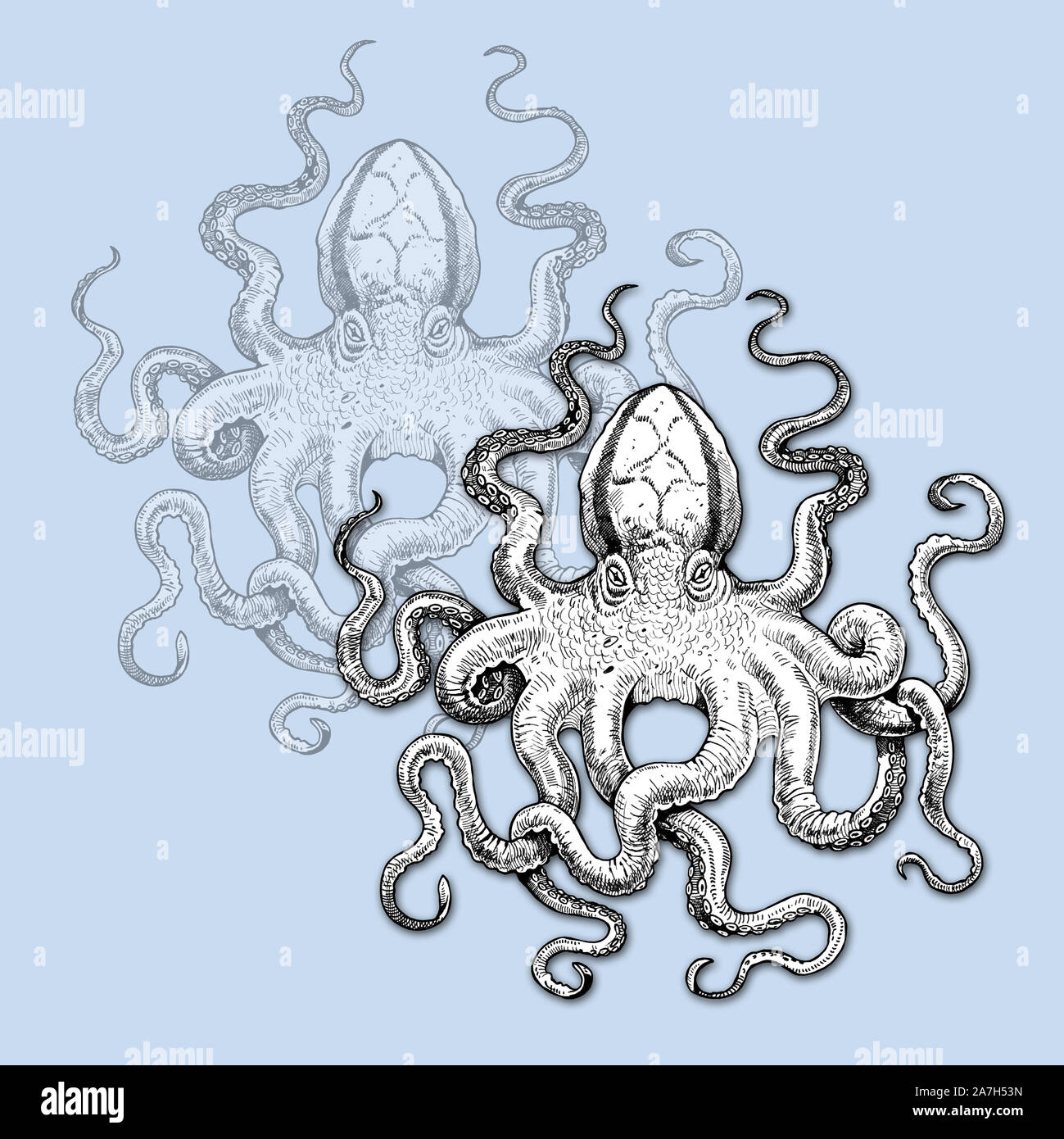 Mystical octopus drawing. Gigantic mollusk illustration. Handmade ...