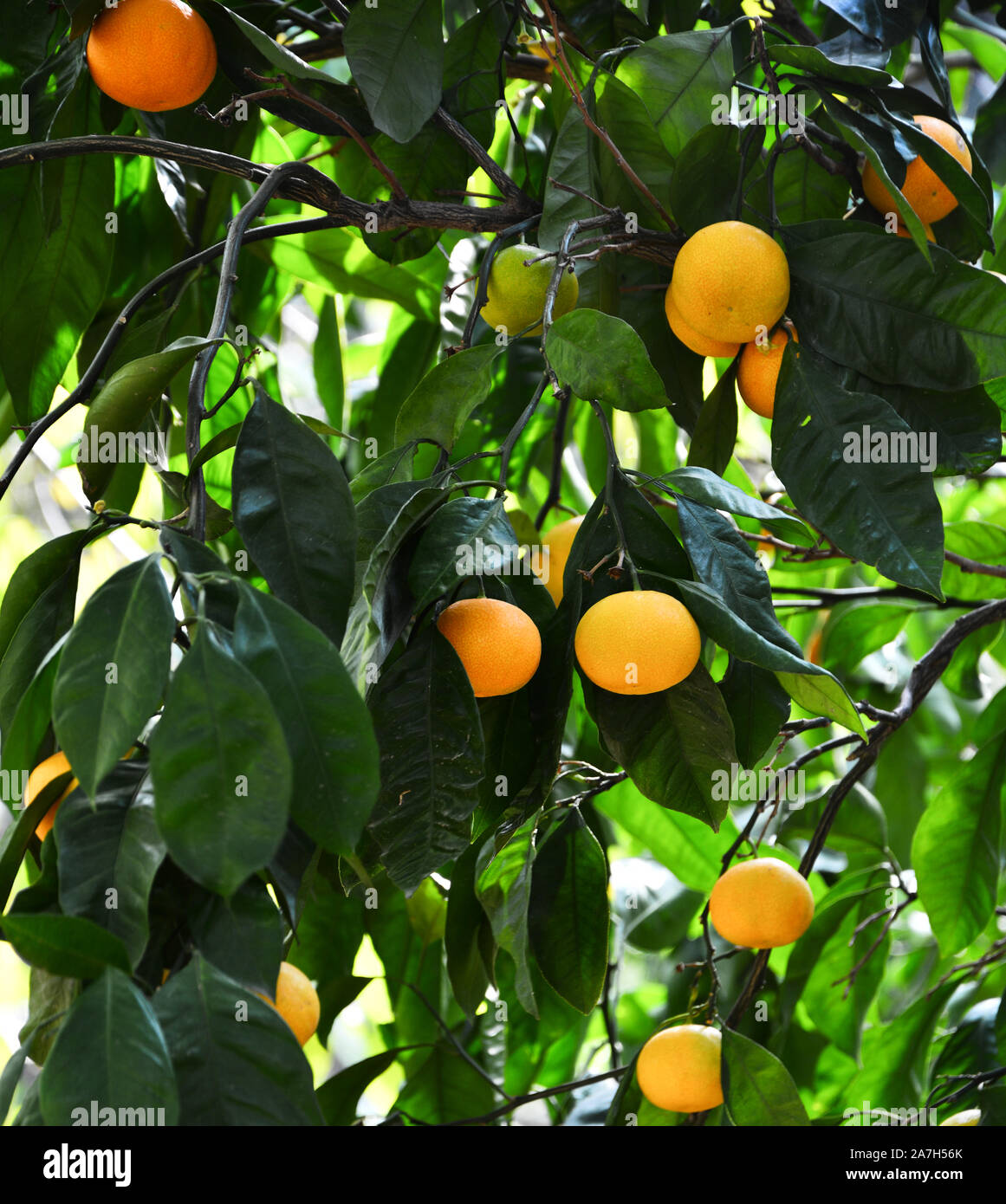 Citrus tangelo hi-res stock photography and images - Alamy