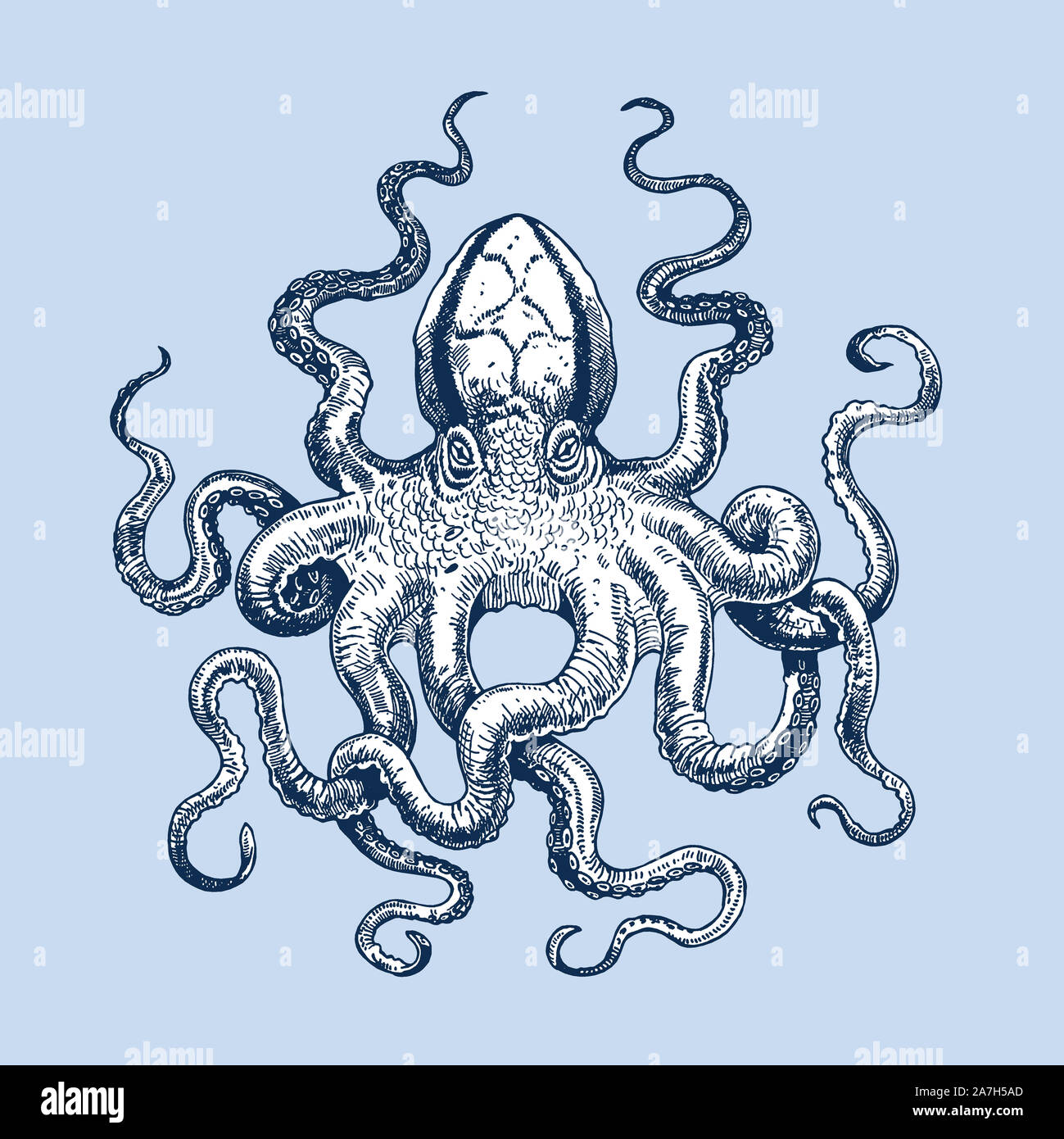 Angry Octopus Drawing