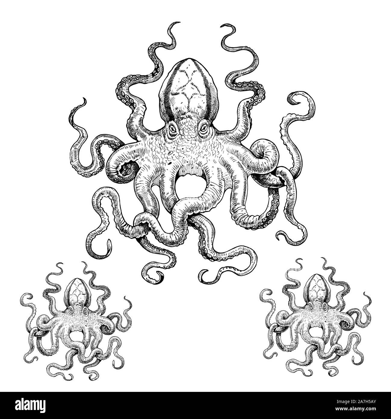 Mystical octopus drawing. Gigantic mollusk illustration. Handmade ...