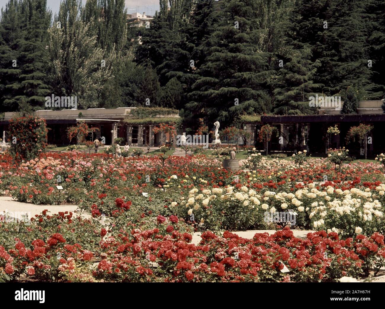 Rosaleda del parque del oeste hi-res stock photography and images - Alamy