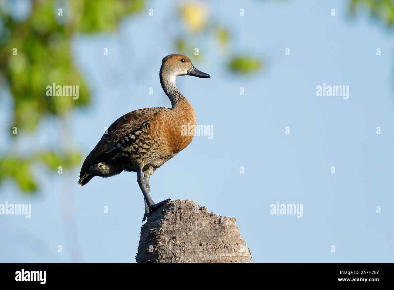 The West Indian whistling duck is a whistling duck that breeds in the ...