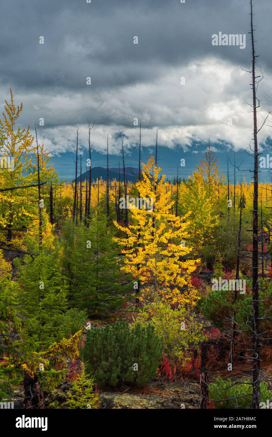 Kamchatka peninsula forest hi-res stock photography and images - Alamy
