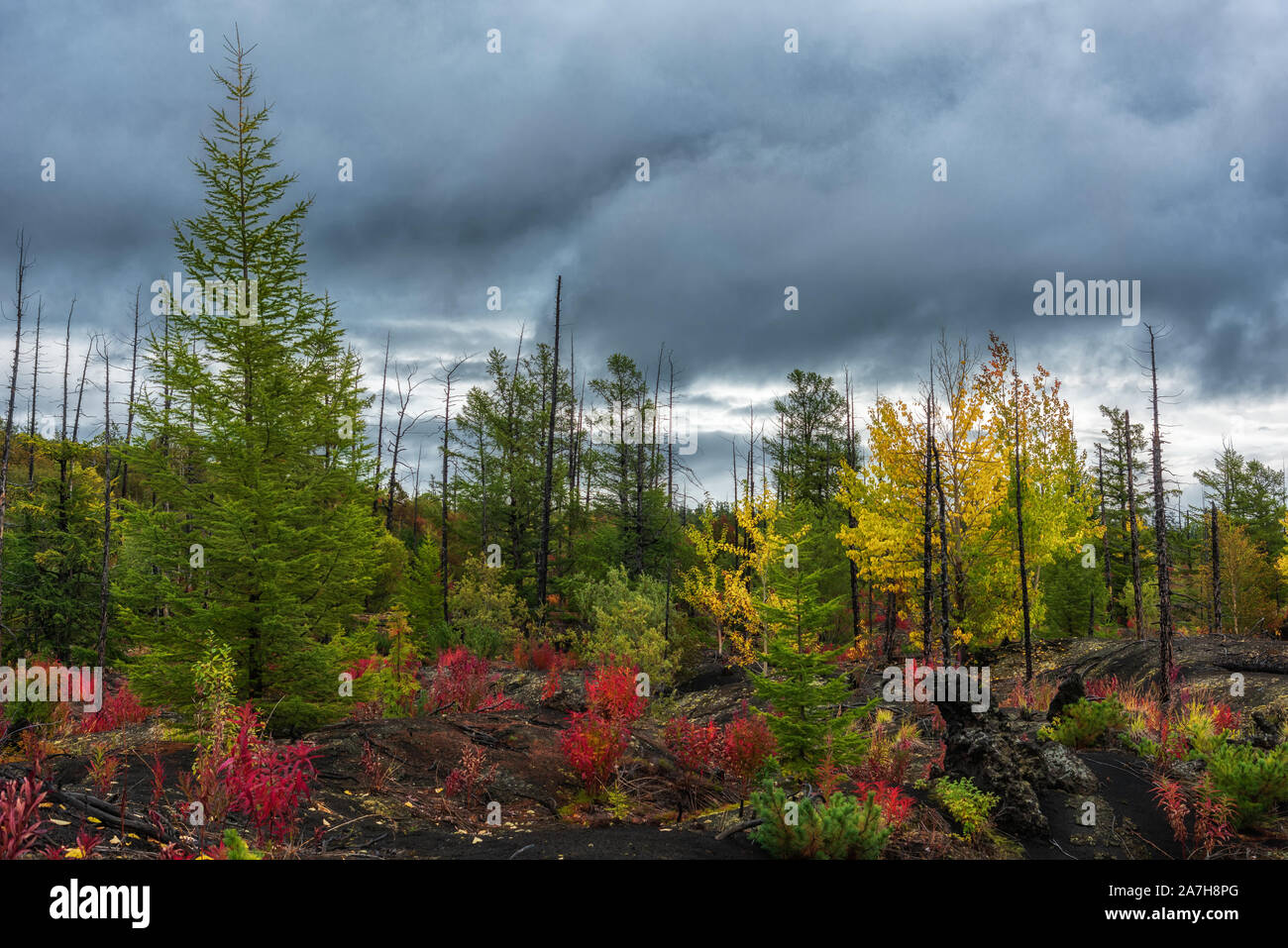 Autumn landscape in Dead Forest, after eruption of Tolbachik volcano ...