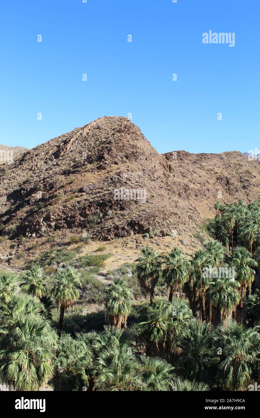 Palm Canyon Oasis in the Colorado Desert, one of the largest, hosting ...