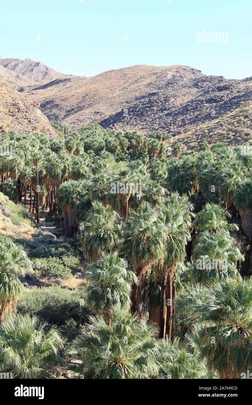 Palm Canyon Oasis in the Colorado Desert, one of the largest, hosting ...