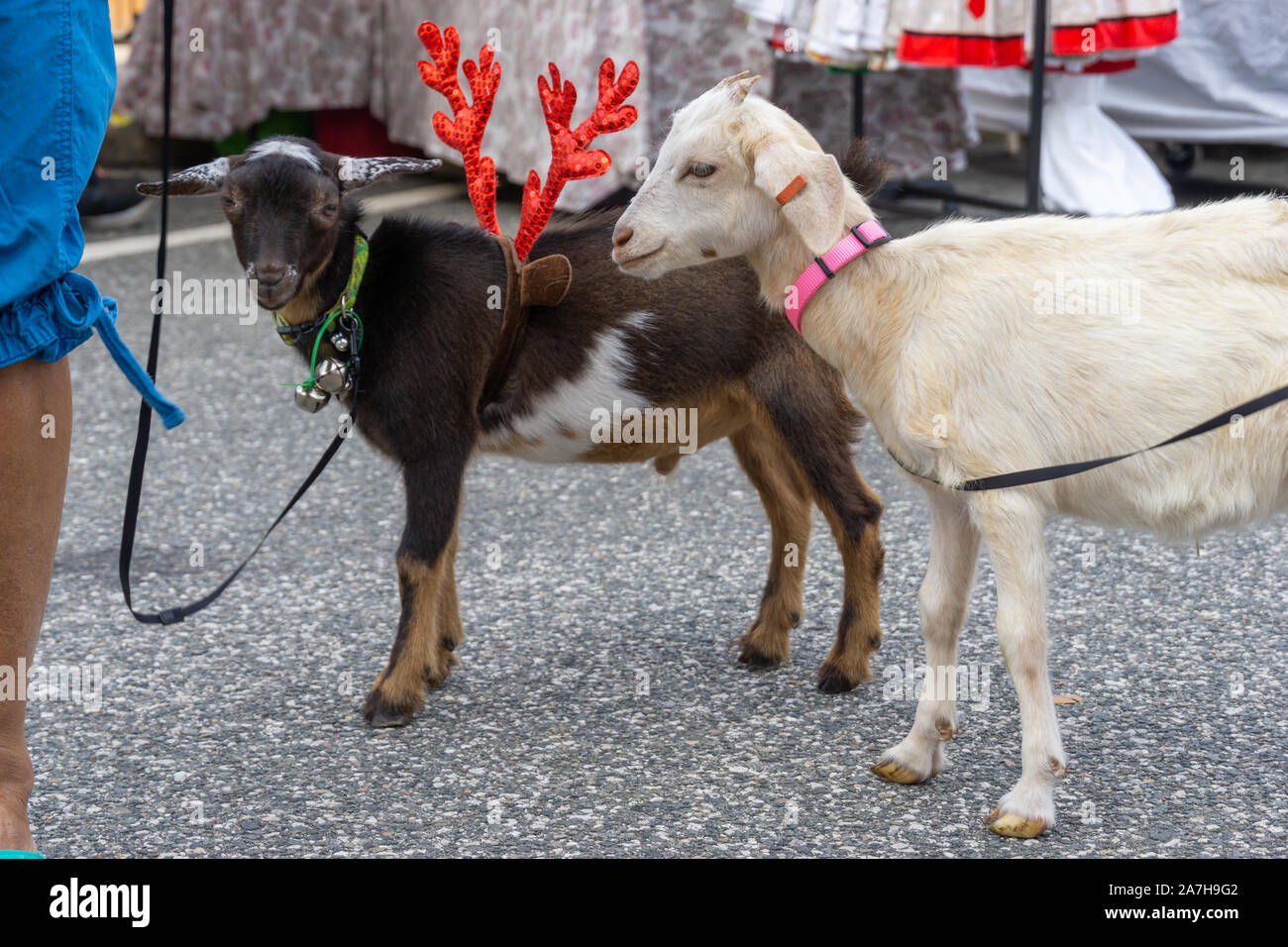 Nigerian dwarf goats hi-res stock photography and images - Alamy