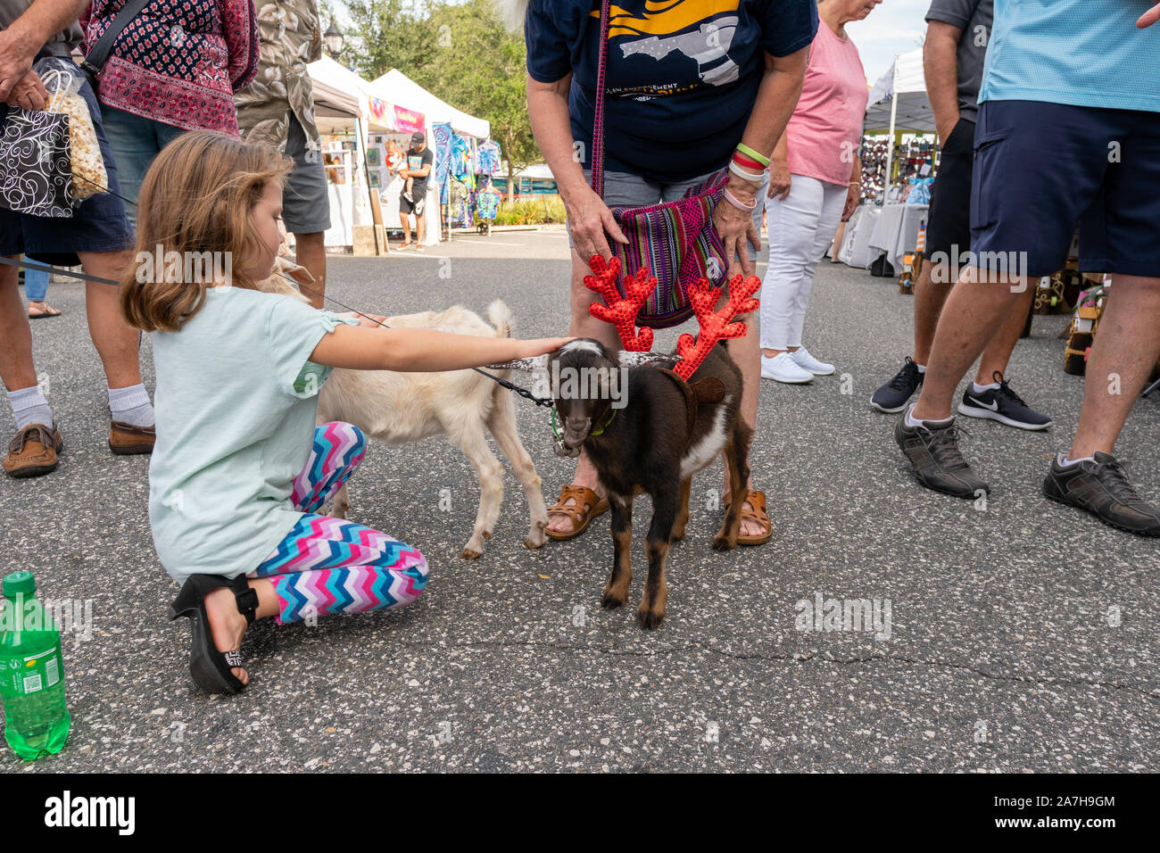 Nigerian dwarf goat hi-res stock photography and images - Alamy