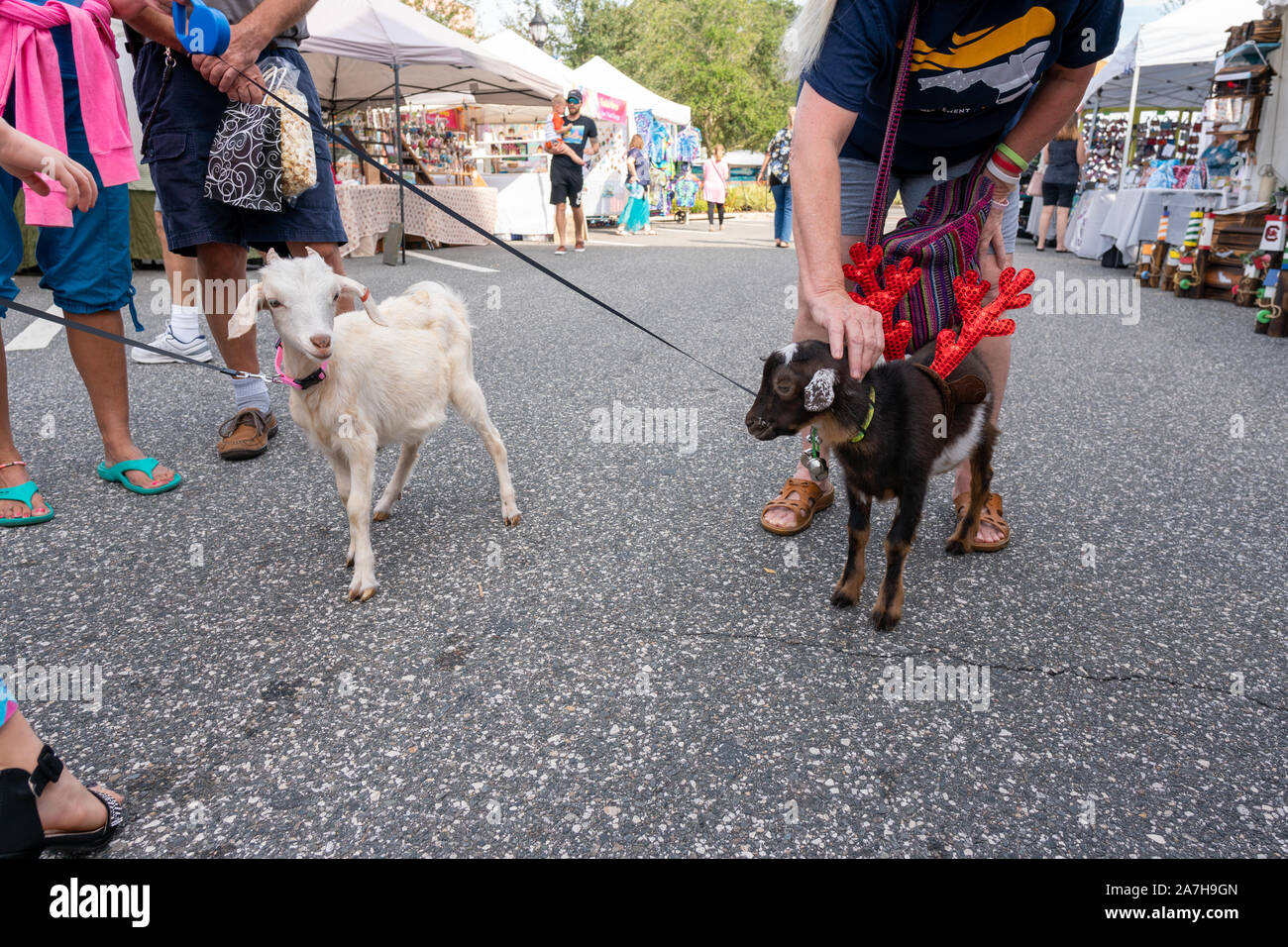 Nigerian dwarf goat hi-res stock photography and images - Alamy