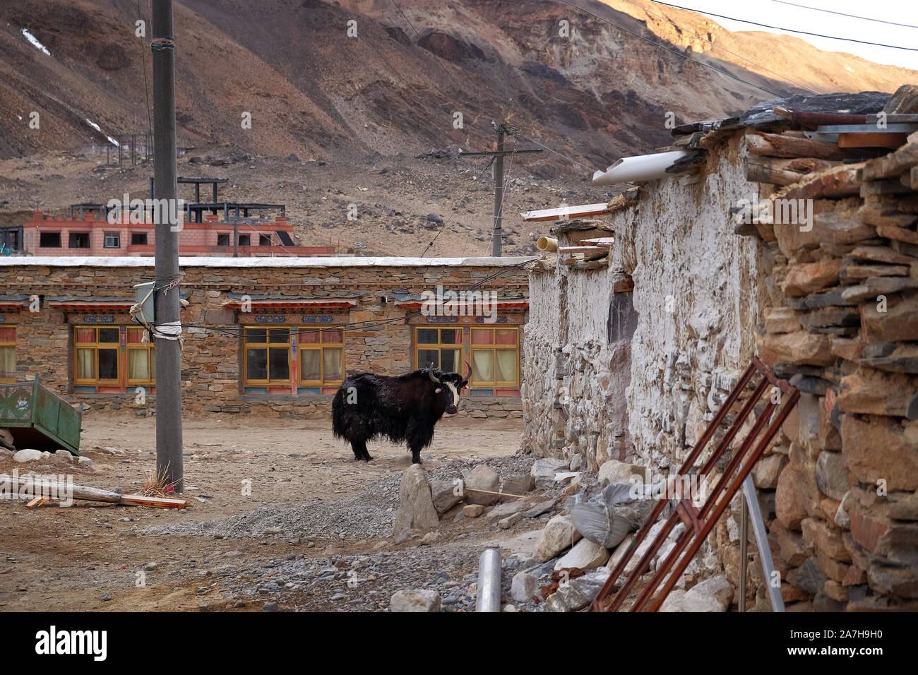 Tibetan Yak at the Rong pu monastery, surrounded by traditional tibetan ...