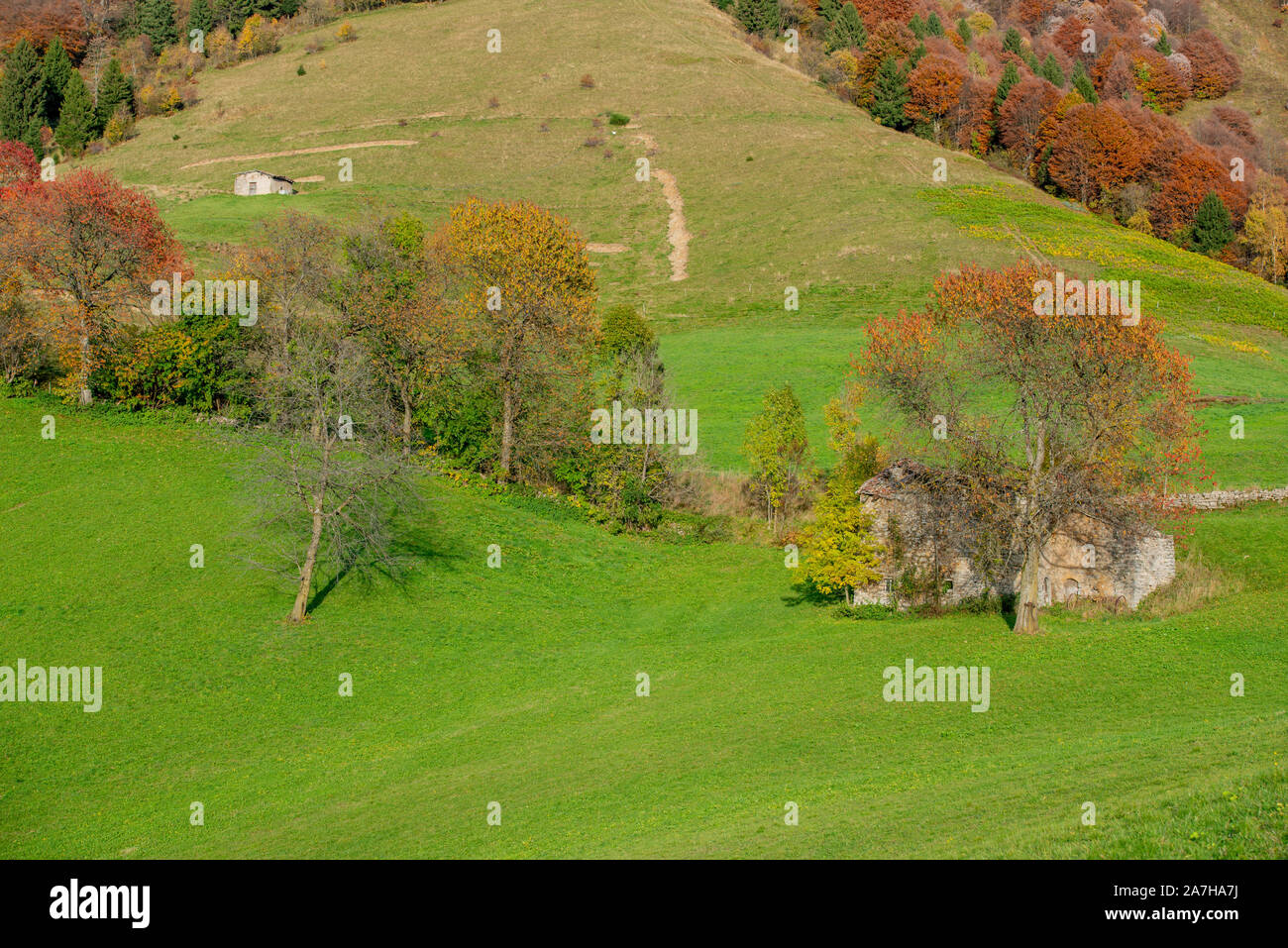 colorful trees at the foot of the hill Stock Photo - Alamy