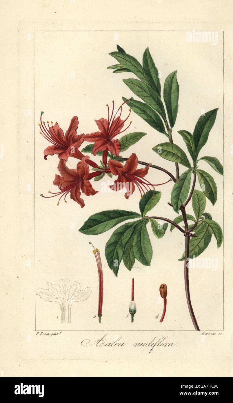 Pink azalea, Rhododendron nudiflorum. Handcoloured stipple engraving on ...