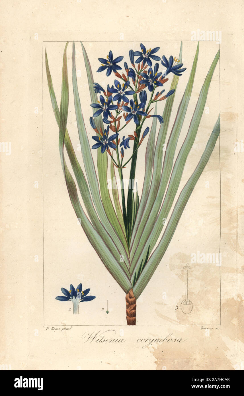 Witsenie hi-res stock photography and images - Alamy