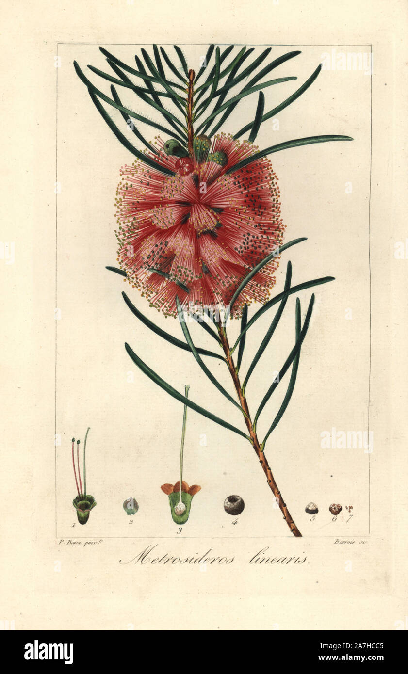 Narrow leaf or bottlebrush callistemon linearis hi-res stock ...