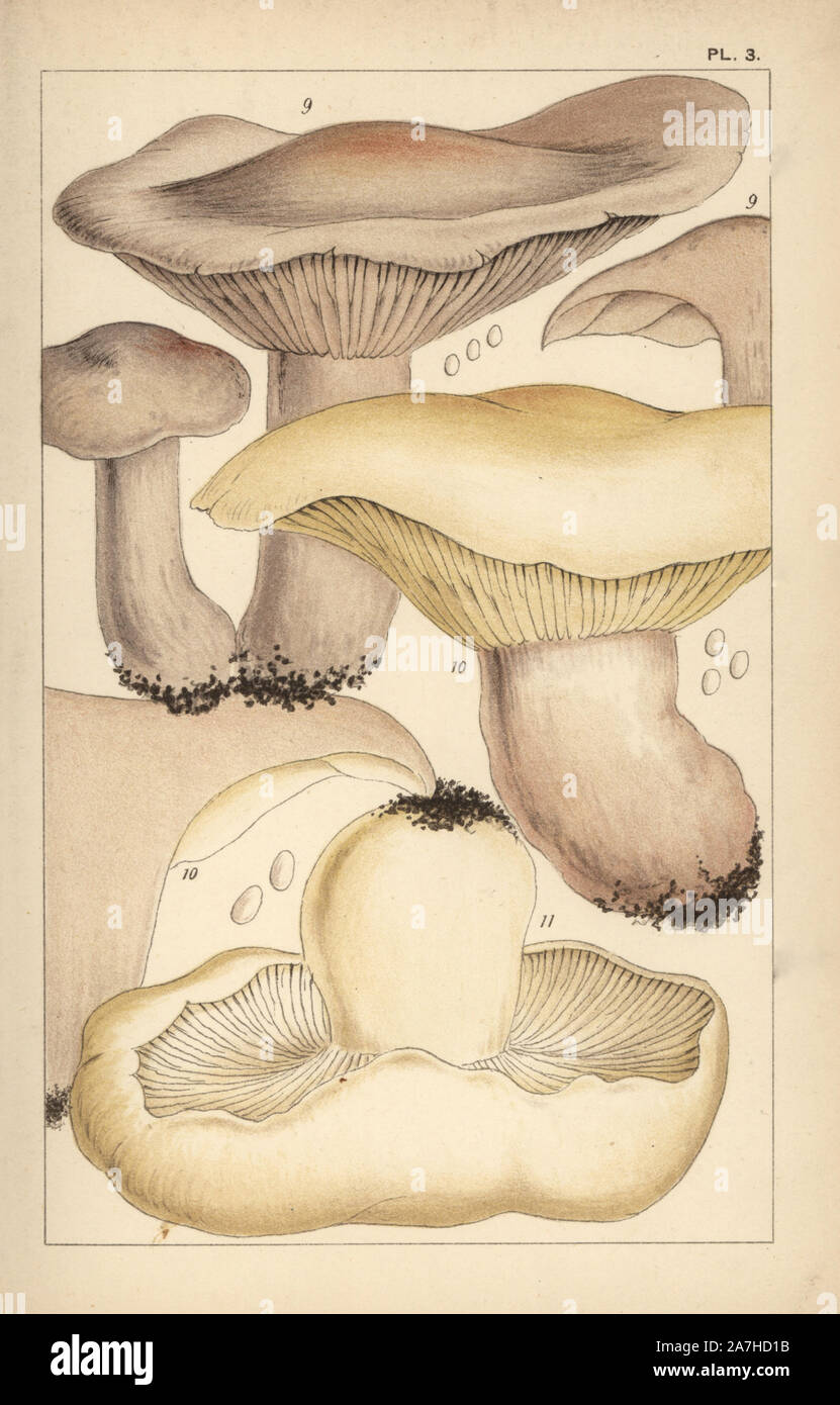 Wood blewit or blue stalk mushroom, Lepista nuda 9, field blewit ...