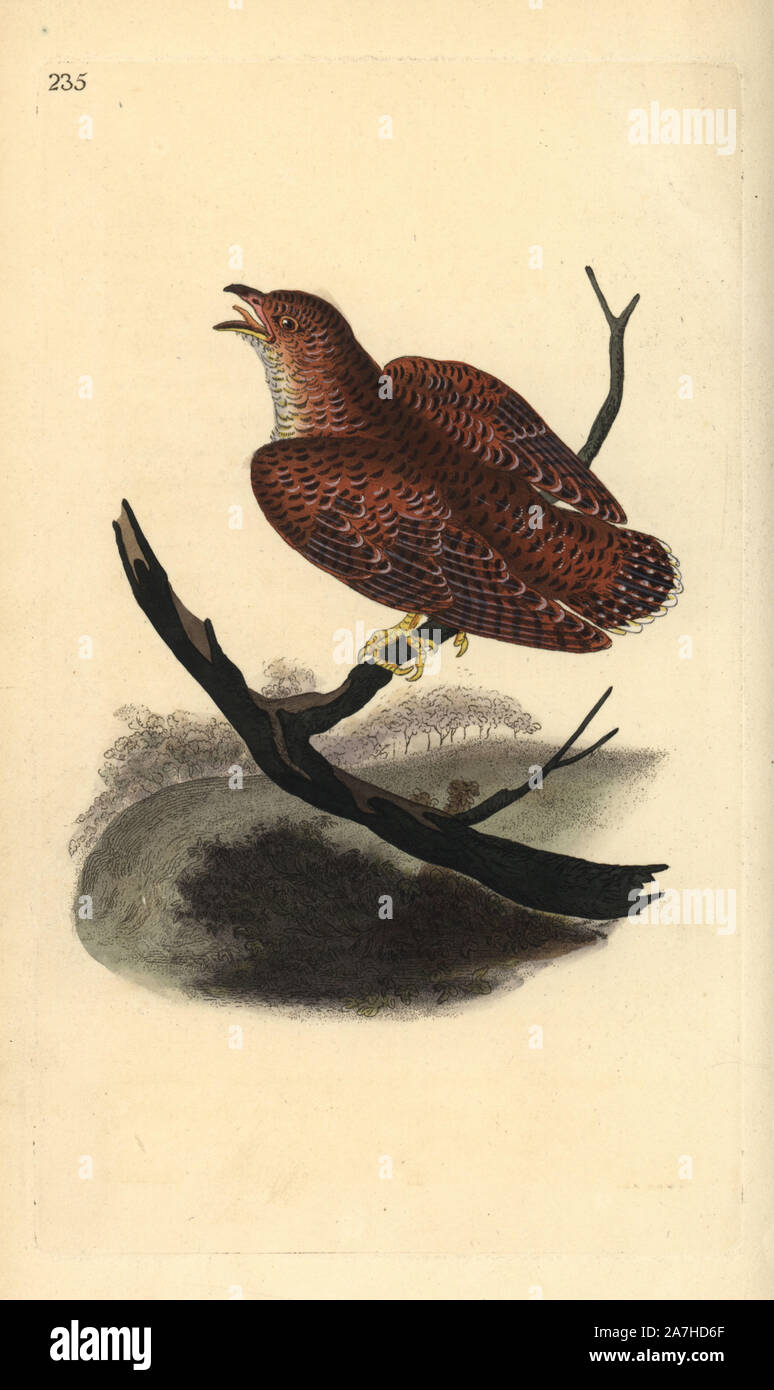 Cuckow hi-res stock photography and images - Alamy