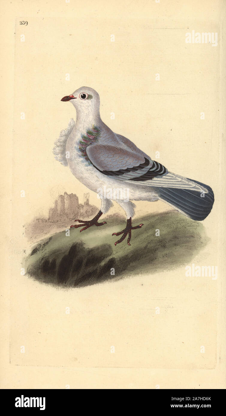 Turbit pigeon, Columba livia domestica var. turbita. Handcoloured ...