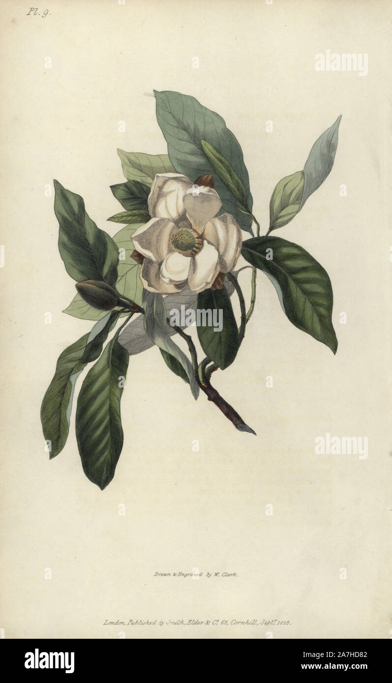 Evergreen swamp magnolia, Magnolia glauca sempervirens. Handcoloured ...