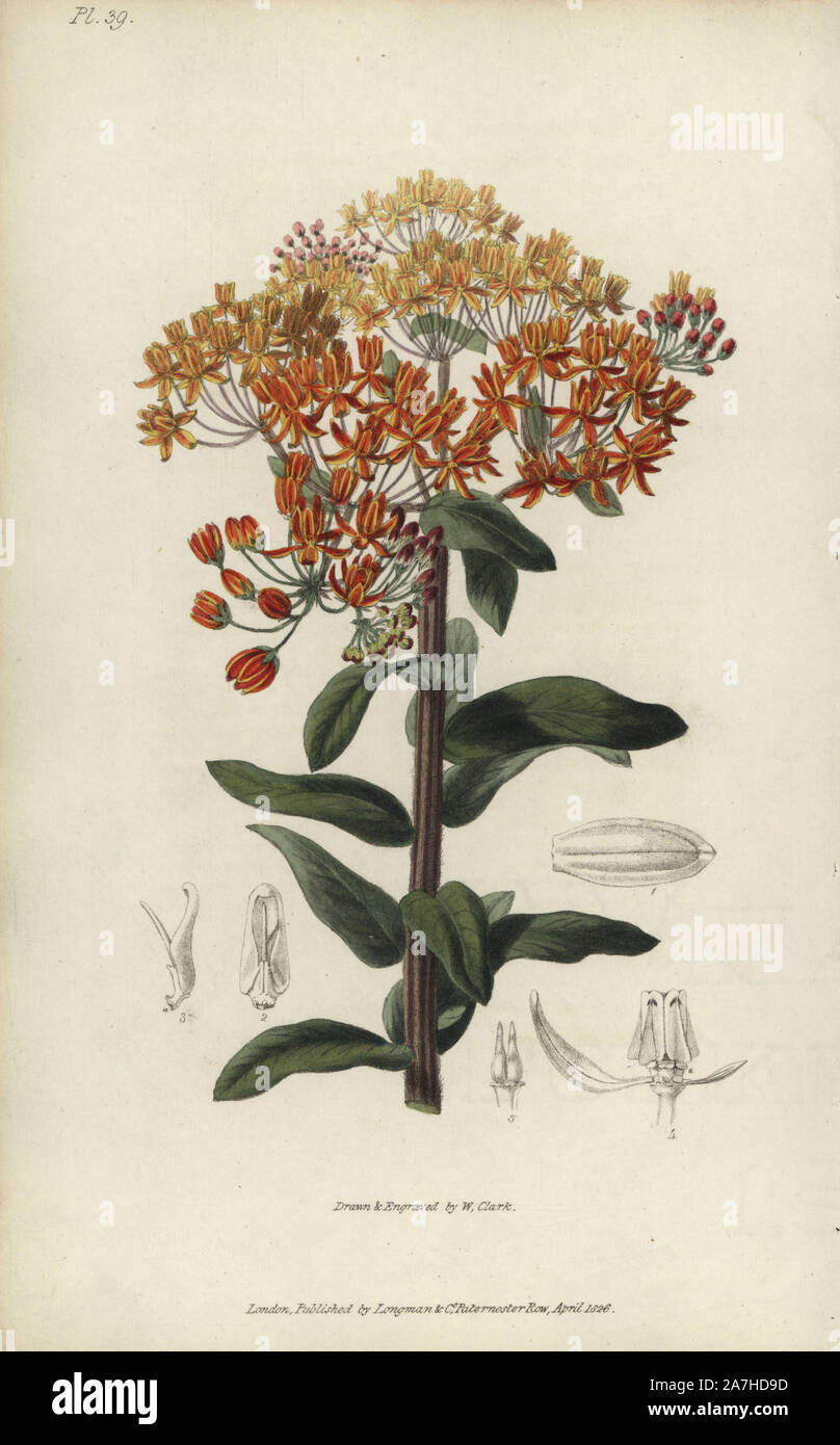 Butterfly Weed Drawing