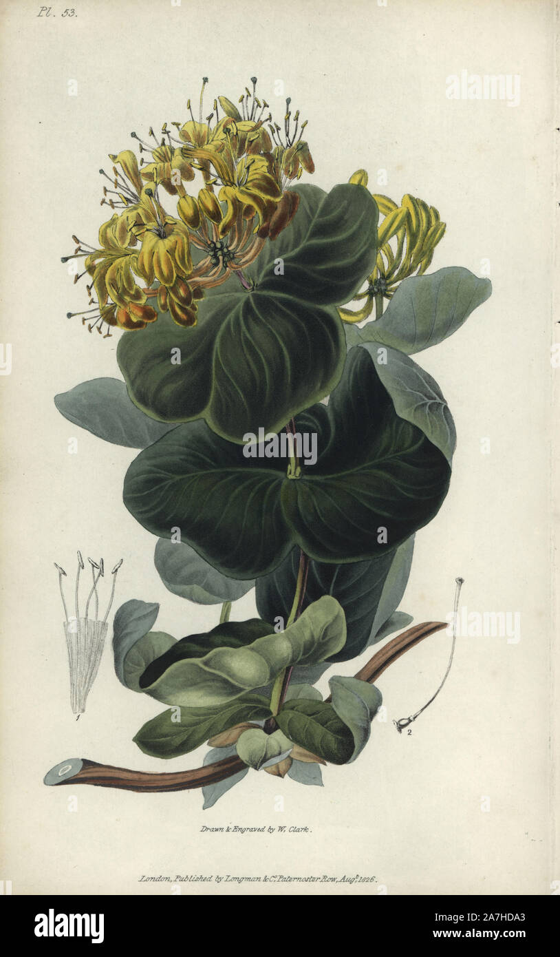 Native yellow honeysuckle, Lonicera flava. Handcoloured botanical ...