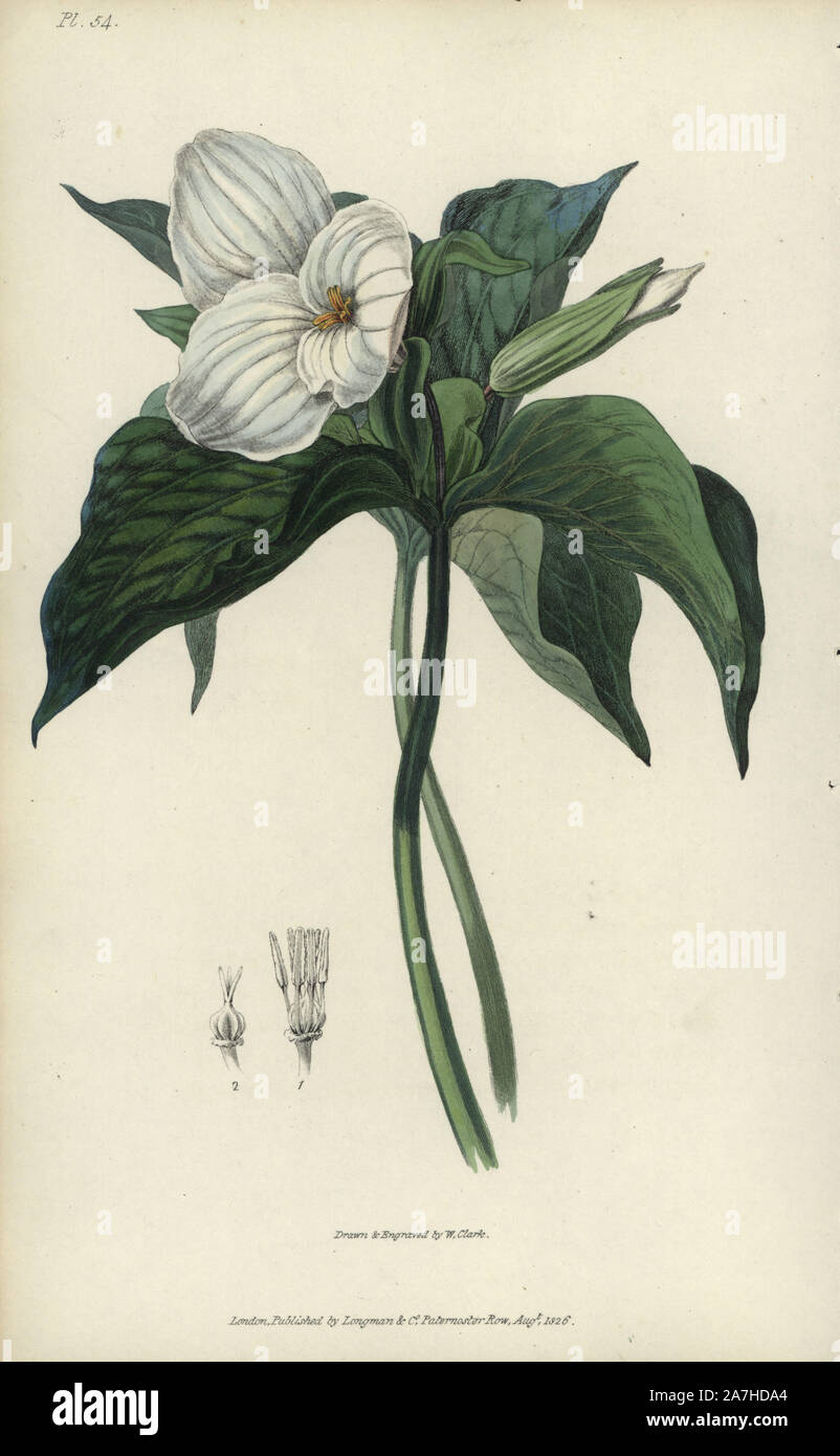 Trillium ontario symbol hi-res stock photography and images - Alamy