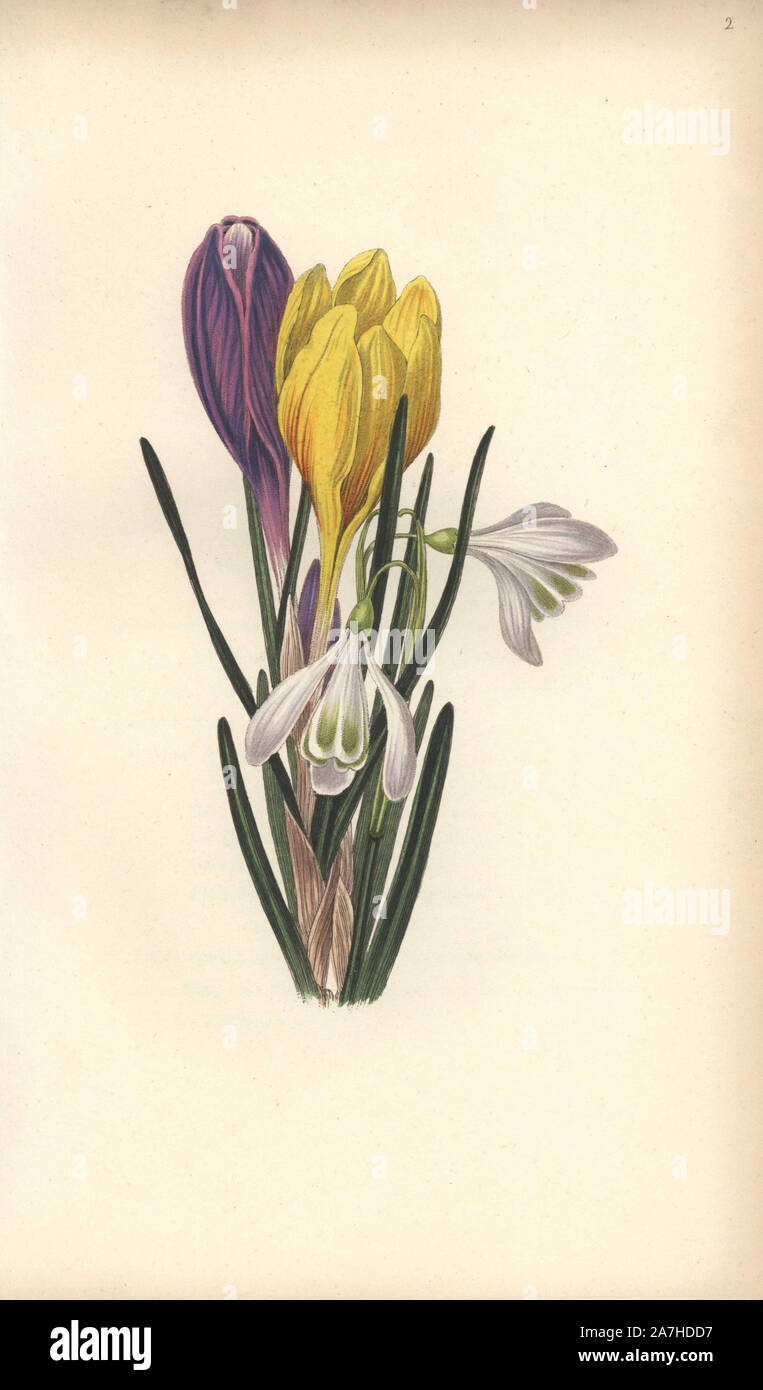 Snowdrop botanical illustration hi-res stock photography and images - Alamy