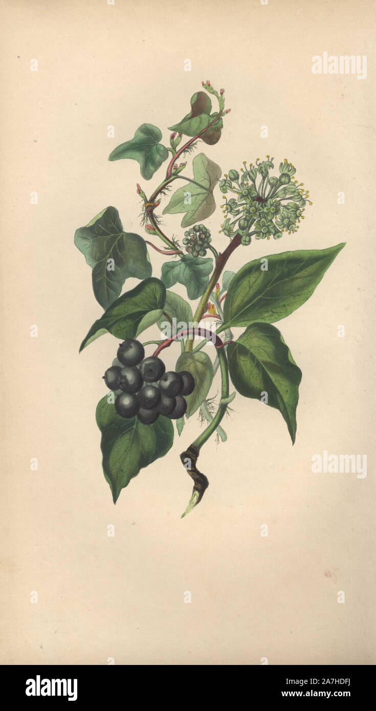 Ivy with flowers and fruit, Hedera helix. Handcoloured botanical ...