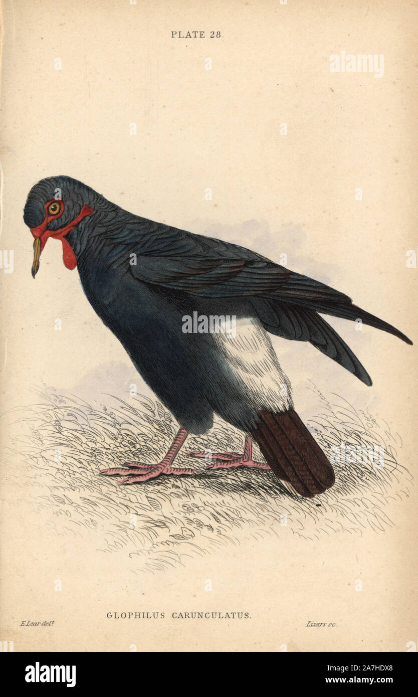 Carunculated ground pigeon, Geophilus carunculatus, native to South ...