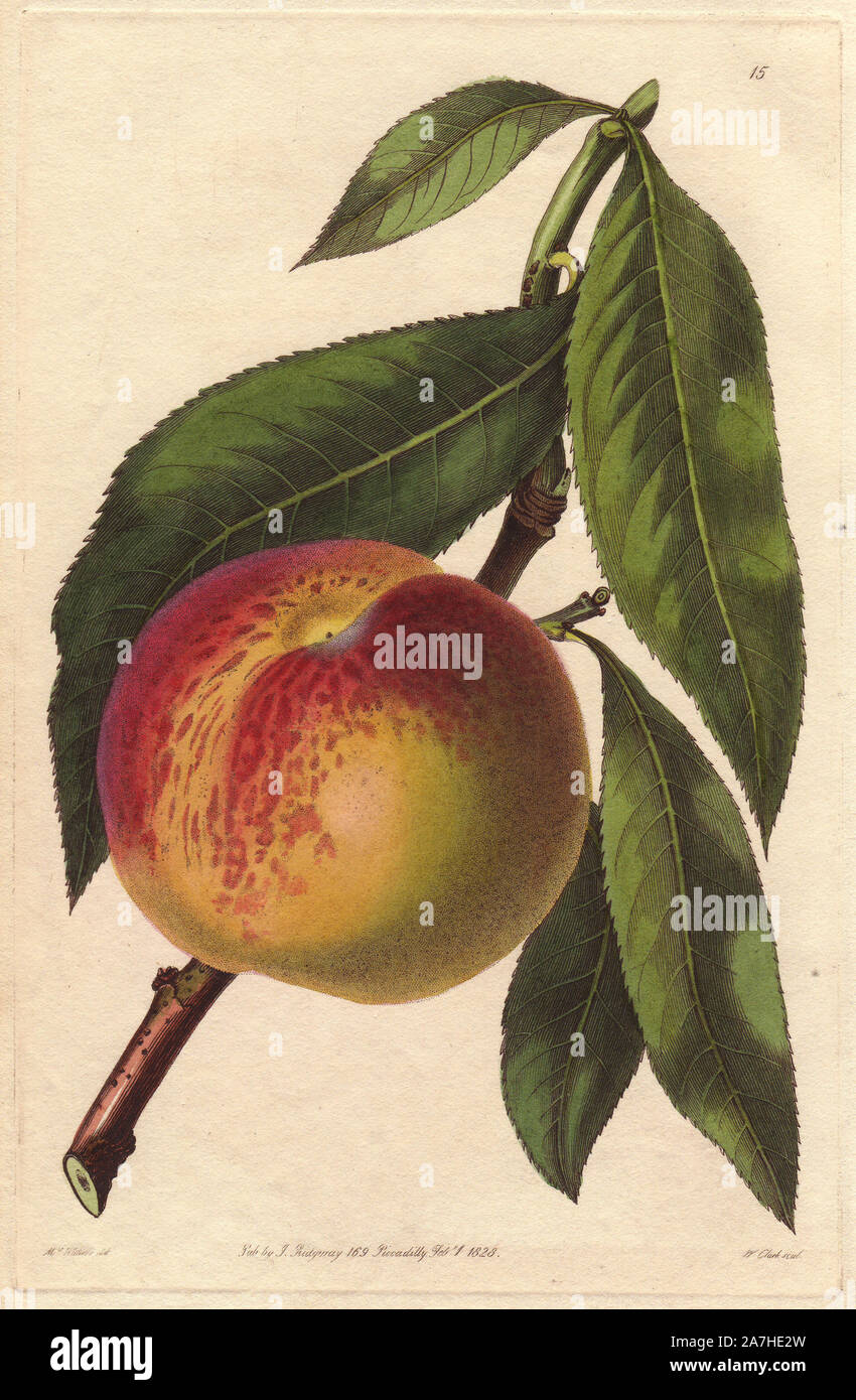 Queen adelaide variety hi-res stock photography and images - Alamy