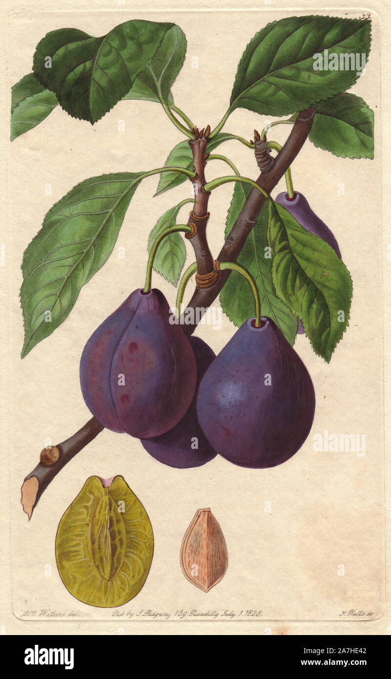 Victorian fruit illustration hi-res stock photography and images - Alamy